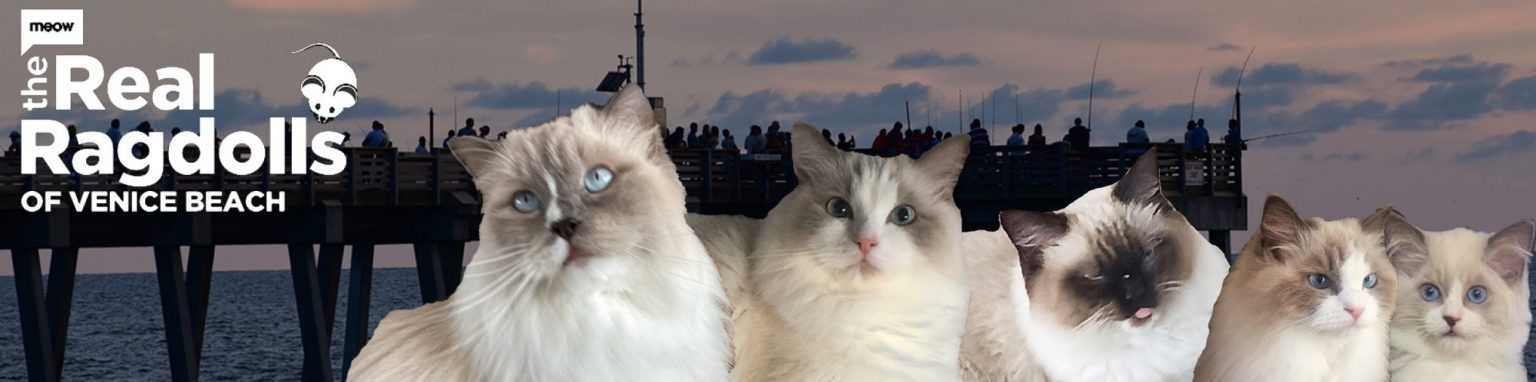 How to Make a Cardboard Cat Playhouse – The Real Ragdolls Of Venice Beach